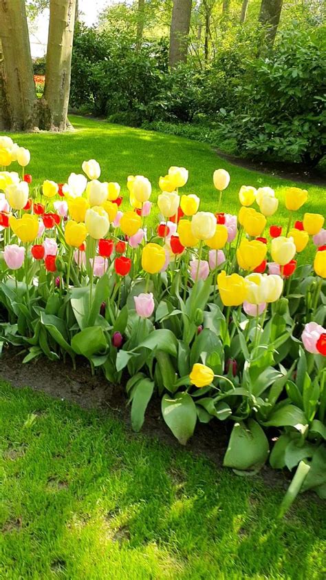 Tulip Fields Of The Netherlands