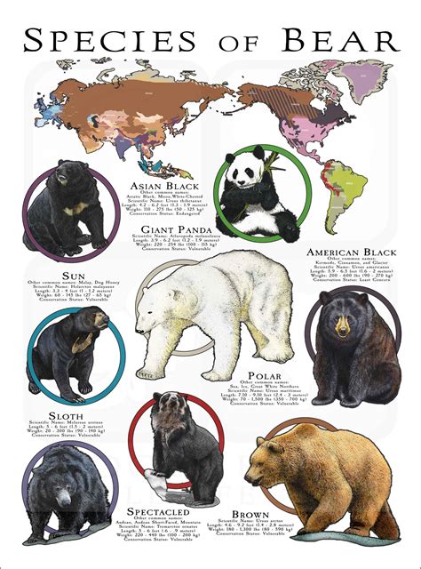 Bear Species Archives Inkart