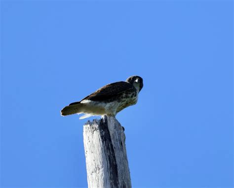 Just Want To Pinch Those Cheeks R Birding