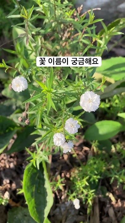 꽃 이름이 궁금해요 Youtube