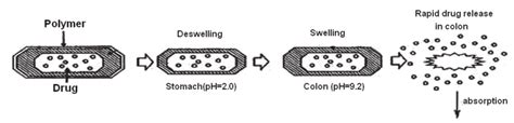 Diagrammatic Representation Of Colon Specific Drug Delivery System [7] Download Scientific Diagram