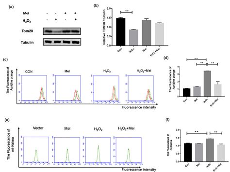 Mel Suppressed Oxidative Stress Induced Mitophagy In Gcs Ab Gcs
