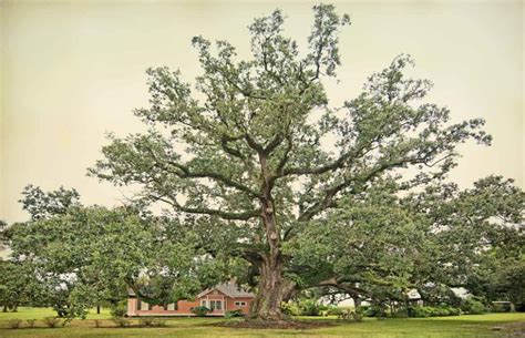 Louisianas Live Oak Tour Triangle Gardener Magazine