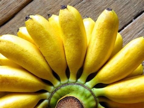 17 Types Of Bananas Different Varieties Insanely Good