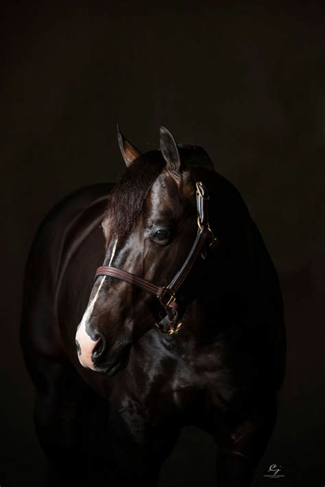 Hesa Dual Bet Brazos Valley Stallion Station