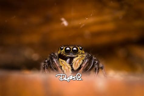 Jumping Spider [oc] R Macroporn