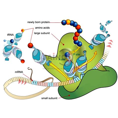 Gene Expression Model India Manufacturers Suppliers Exporters In India
