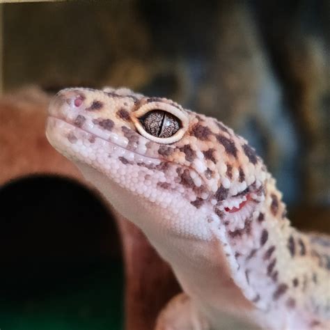 Джава 🦎 Леопардовий гекон Youtube