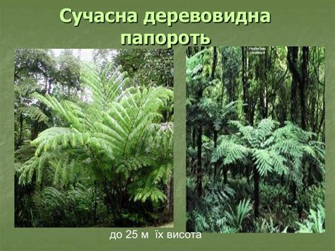 Презентація Папоротеподібні