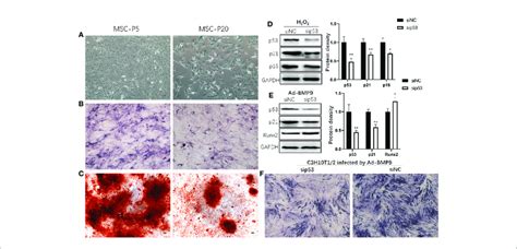 P53 Knockdown Inhibits Senescence And Promotes Osteogenic