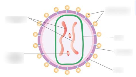 Diagram Of Hiv Quizlet