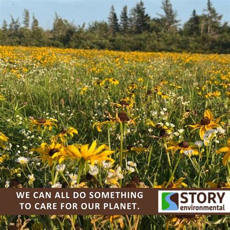 Storyenvironmental Environmentalengineering Earthday Wildflowers