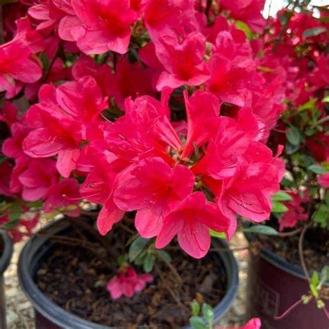 Buy Autumn Ruby Encore Azalea Online Garden Goods Direct
