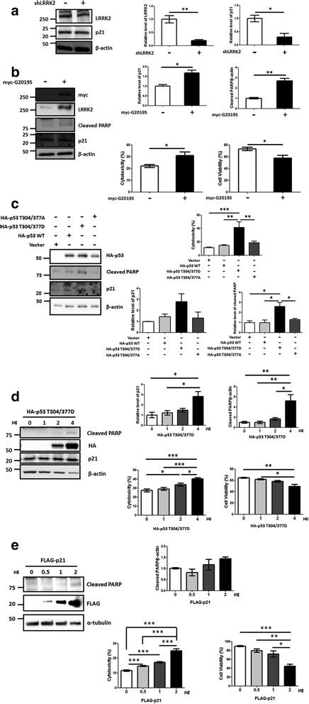 LRRK2 Mediated P53 Phosphorylation Induces P21 Expression And
