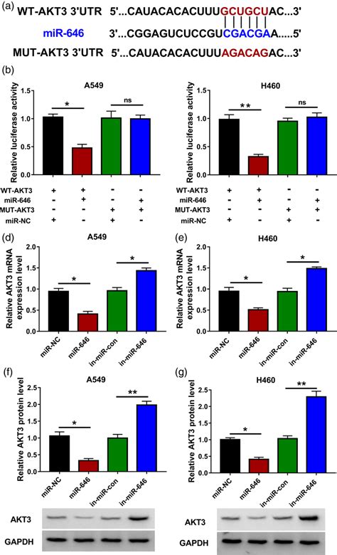 Mir‐646 Binds To Akt3 In Nsclc Cells A Targetscan Software Was Used