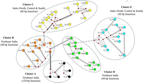 Median Joining Haplotype Network Of 56 Mtdna Cr Haplotypes Observed In