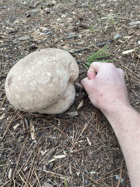 Average Sized Fist For Comparison Rmushroomid
