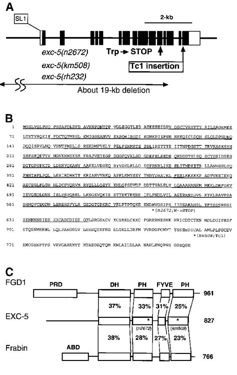 The Exc 5 Gene And Protein A The Exonintron Structure Of Exc 5 Download Scientific Diagram