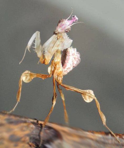 Idolomantis Diabolica L2 3 Usmantis