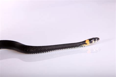 Черная змея с желтым хвостом 71 фото