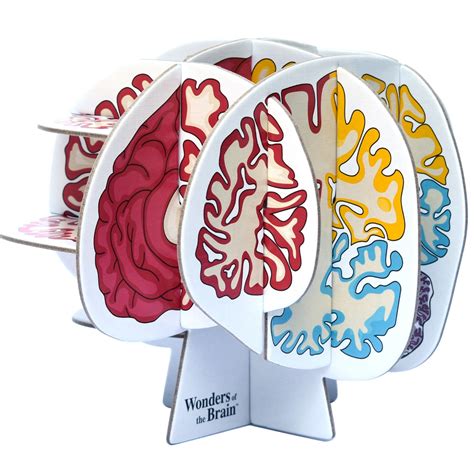 How To Make A 3d Brain At Georgia Farber Blog