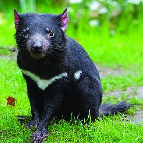 Tasmanian Devil Take From Wikimedia Commons Tasmanian Devil