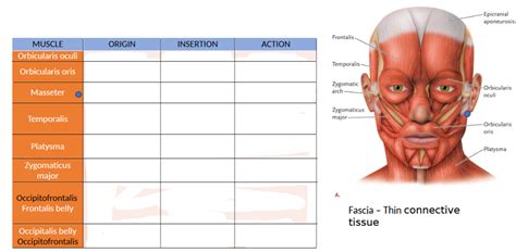 Anatomy Head Muscles Origin Insertion And Action Diagram Quizlet