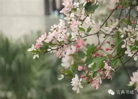 可以倒读的诗词百科ta说