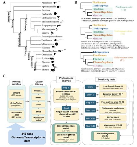 Complex Metazoan Phylogenetic Tree