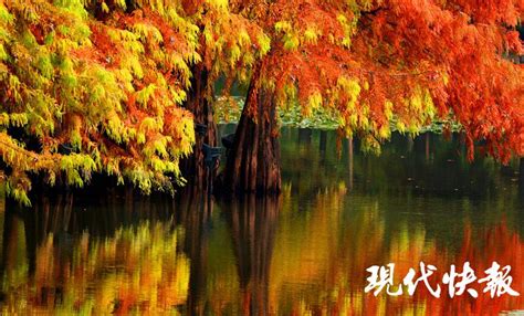 童话秘境上线南京燕雀湖水杉渐红 极目新闻