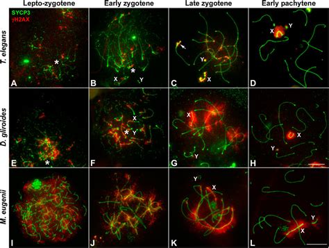 Divergent Patterns Of Meiotic Double Strand Breaks And Synapsis