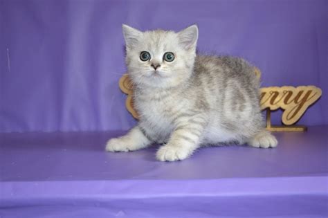 Питомник шотландских кошек Елемурри