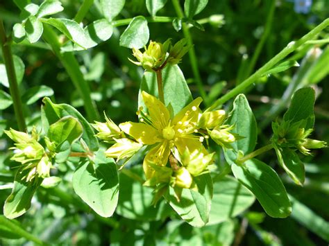 Photographs Of Hypericum Tetrapterum Uk Wildflowers Flowers And Leaves