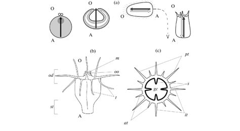 Development And Structure Of The Scyphozoa Polyp A Egg Cell With
