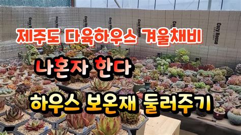 제주도 다육하우스 겨울채비 하우스 보온재 둘러주기 다육식물 다육이 다육이키우기 Youtube