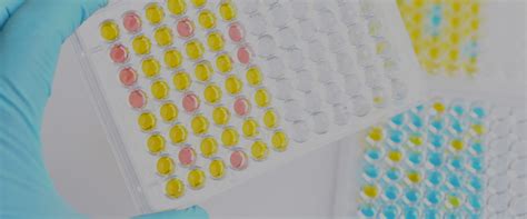 Antibody Affinity Maturation Alpha Lifetech