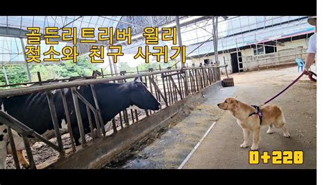 골든리트리버 윌리 젖소와 친구사귀기 영국윌리 모란밍키 Youtube
