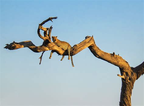 Leopard Tree Chobe Botswana Africa Transient Light
