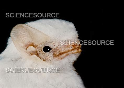 Northern Ghost Bat Diclidurus Albus Stock Image Science Source Images