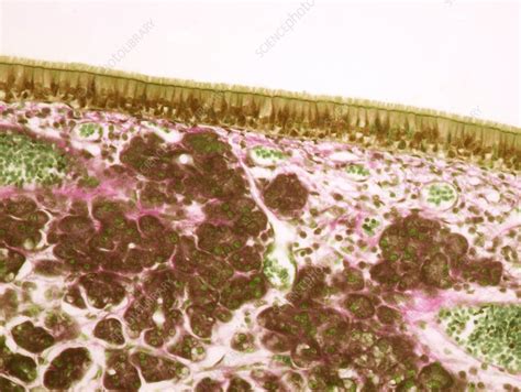 Nasal Mucosa Light Micrograph Stock Image C023 8267 Science
