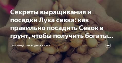 Секреты выращивания и посадки Лука севка как правильно посадить Севок