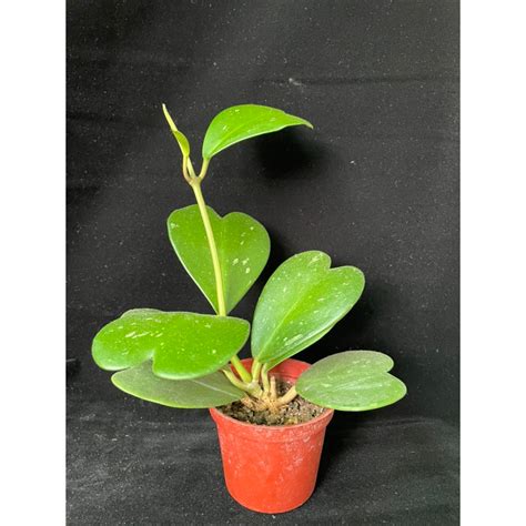 Hoya Kerrii