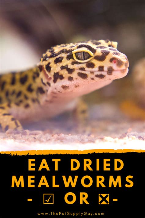 Can Leopard Geckos Eat Dried Mealworms Artofit