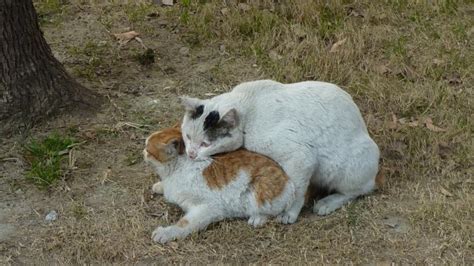 Ahsan Dar On Linkedin 🔥cat Mating Secrets Uncovered Behavior And Tips