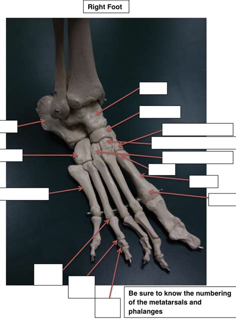 Right Foot Diagram Quizlet