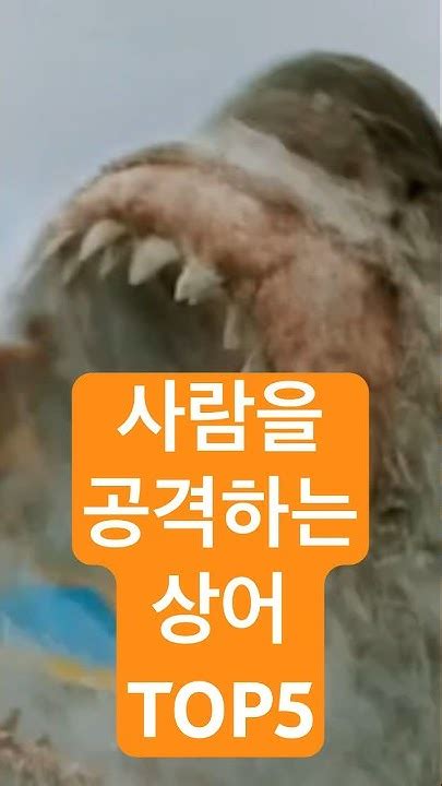 먹힌다 사람을 공격하는 위험한 상어 탑5 Top5 세계 위험한 상어 백상어 청상어 바다 Youtube