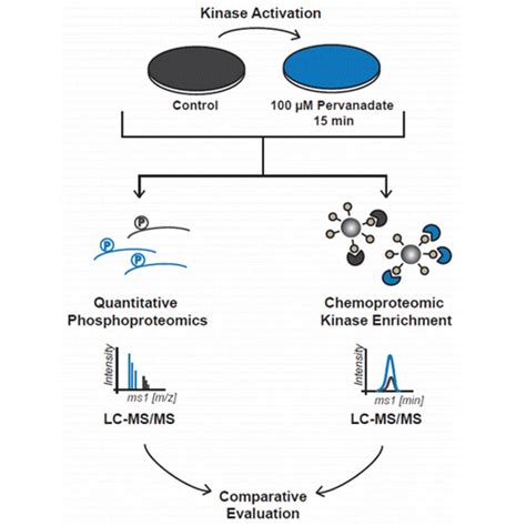 Cipsm Evaluation Of Kinase Activity Profiling Using Chemical Proteomics
