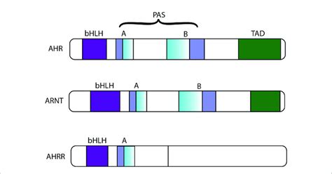 Sequence Comparison Of Ahr Arnt And Ahrr Bhlh Basic Download