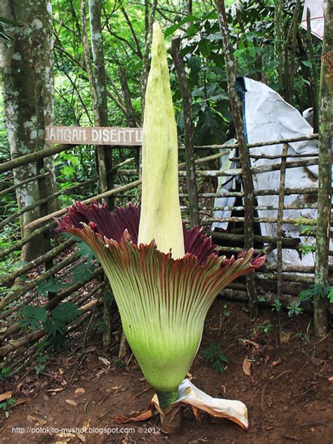 Amorphophallus Titanum In Full Blooms Today In Bengkulu Sumatra Indonesia
