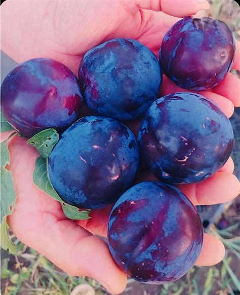 მიხოს ბაღები Tbilisi